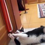 FLING-AMA-STRING - MOODY PET - WAG • PURR • LAUGH